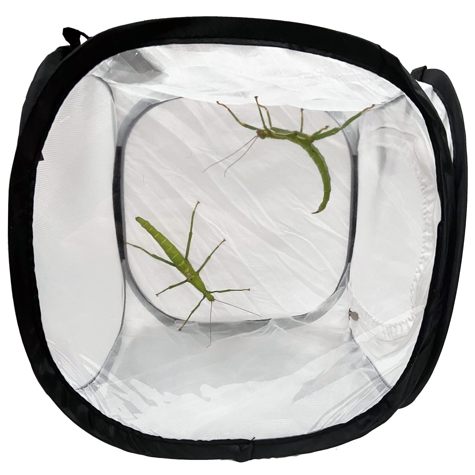 Small Stick Insect Cage 30cm x 30cm x 30cm – Stick Insects UK