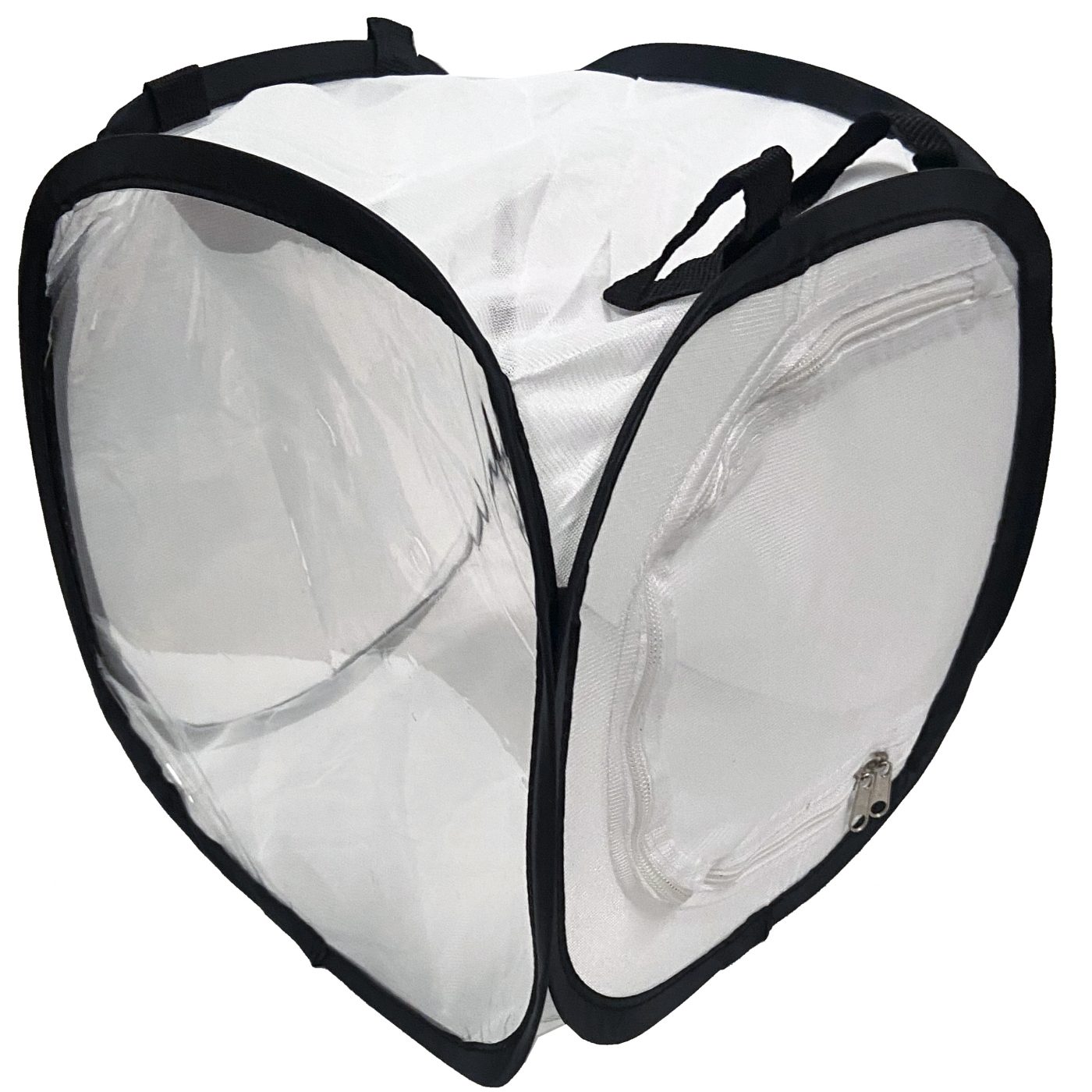 Stick Insect Starter Kit – Stick Insects UK