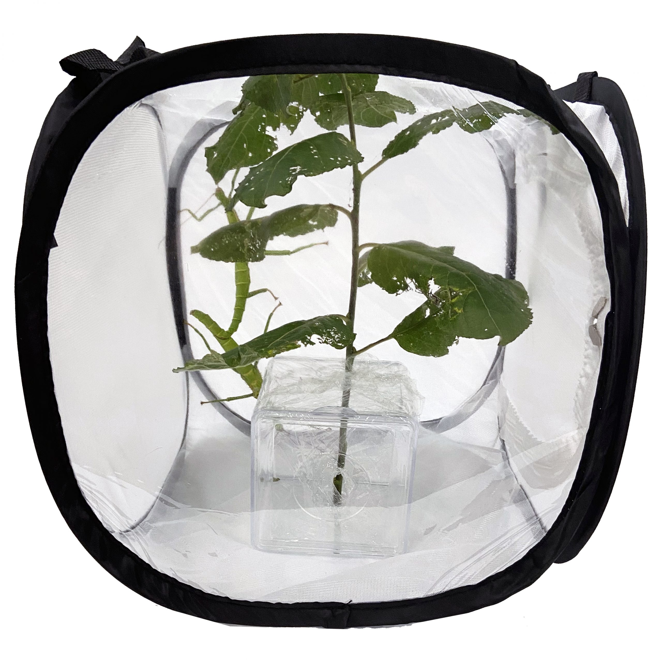 Small Stick Insect Cage 30cm x 30cm x 30cm – Stick Insects UK