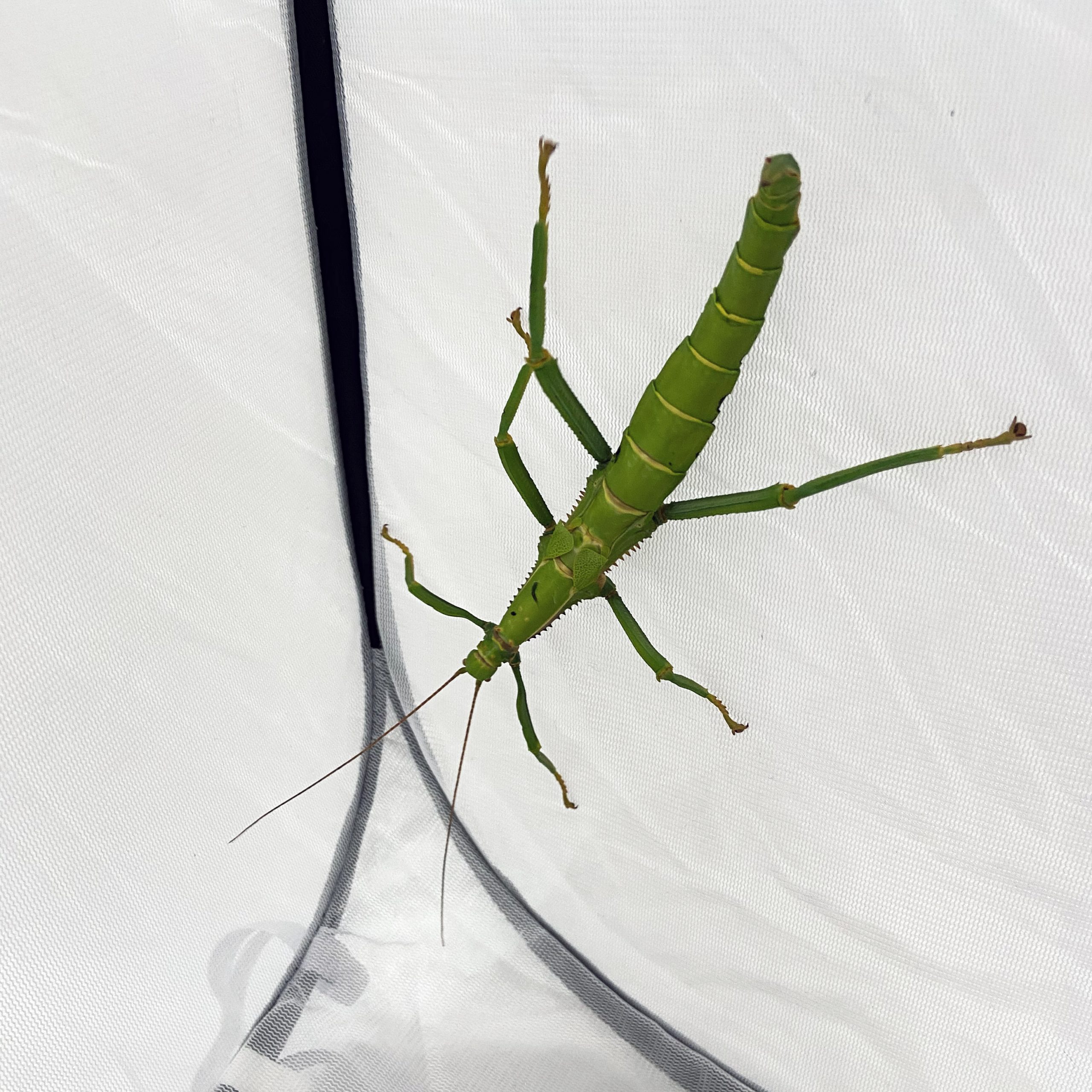 Medium Stick Insect Cage 60 x 40 x 40cm – Stick Insects UK