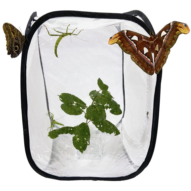 Medium Stick Insect Cage 60 x 40 x 40cm – Stick Insects UK