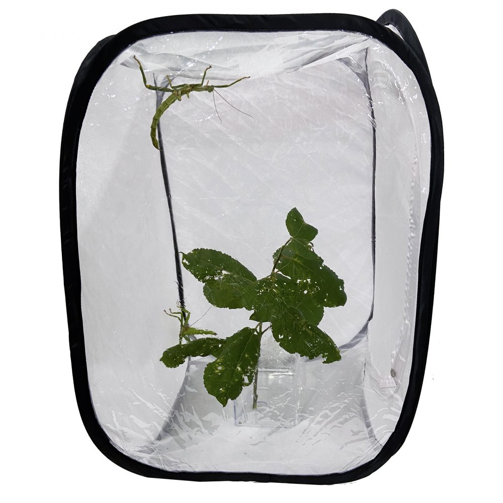 Medium Stick Insect Cage 60 x 40 x 40cm – Stick Insects UK
