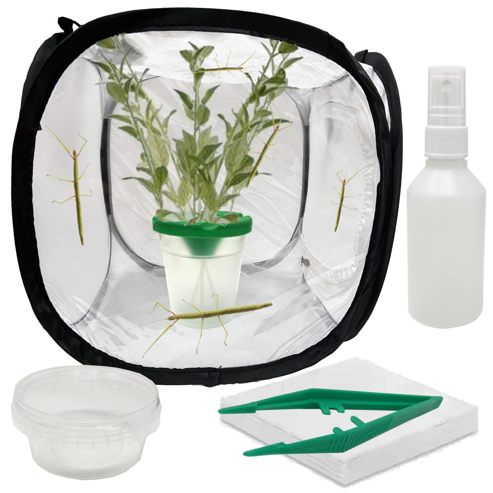 Stick Insect Starter Kit – Stick Insects UK